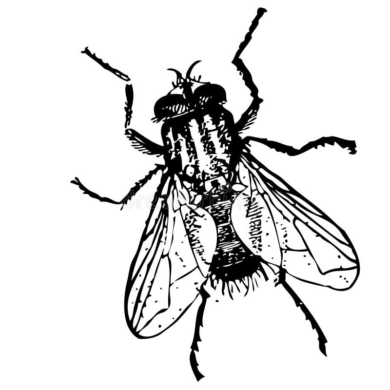 Sketch - insect fly stock vector. Illustration of sketch - 92646821