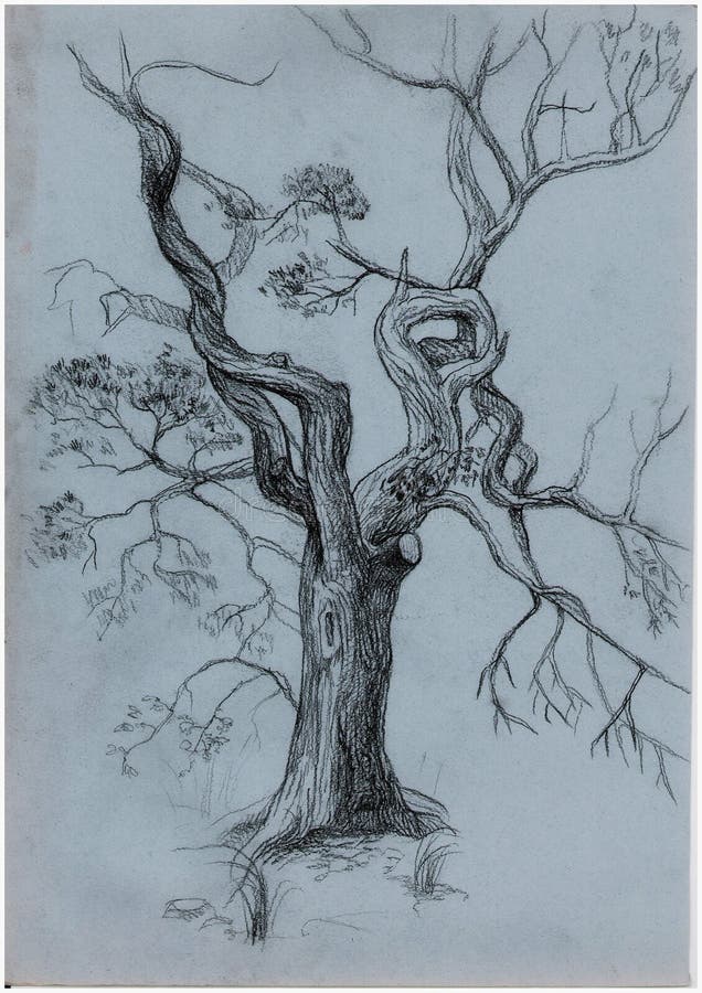 Juniper Tree Drawing
