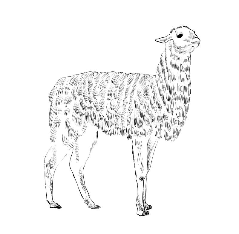 Artwork Lama, Digital Sketch Of Animal, Realistic Stock Vector ...