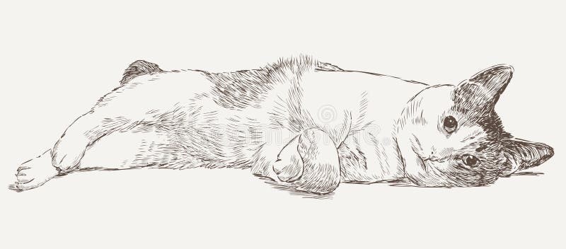 Sand Cat drawing sketch stock illustration. Illustration of fluffy ...