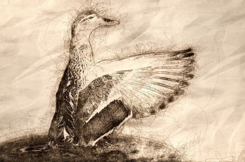 Sketch of a Mallard Duck Stretching Its Wings while Resting on the ...