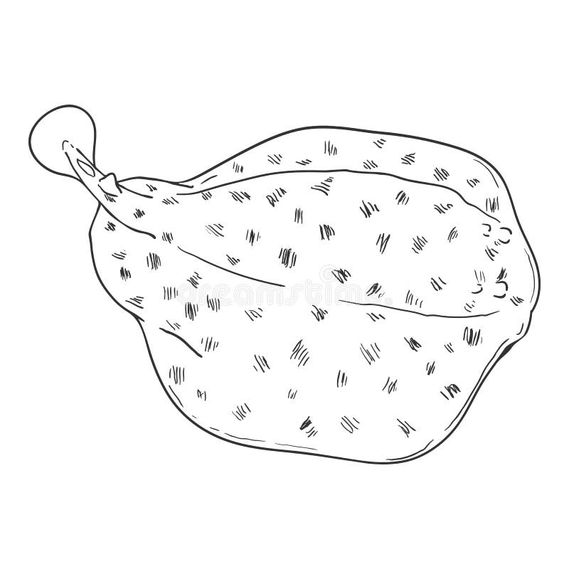 Sketch Marble Ray. Numb-fish Vector Illustration Stock Vector ...