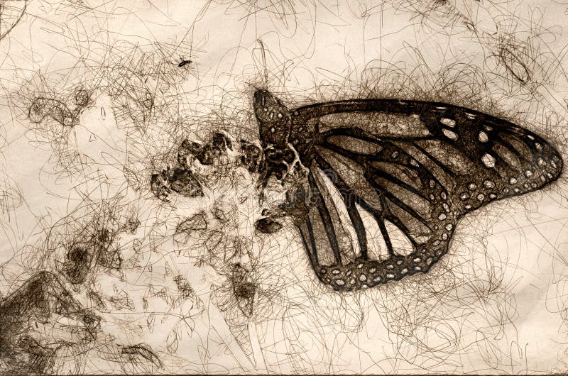 Sketch of a Monarch Butterfly Resting on a Desert Flower Stock Photo ...
