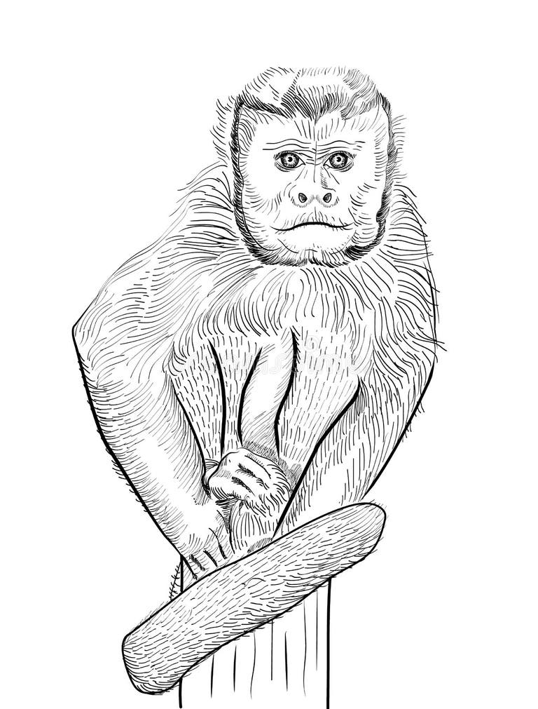 Monkey Sketch Stock Illustrations – 8,231 Monkey Sketch Stock ...