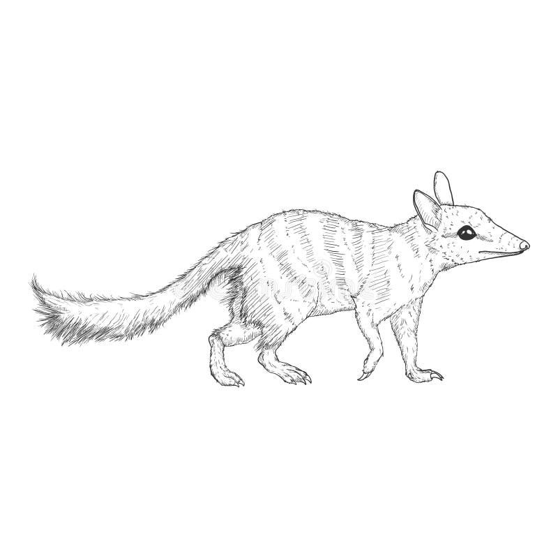 Sketch Numbat Isolated Vector Illustration Stock Illustration ...