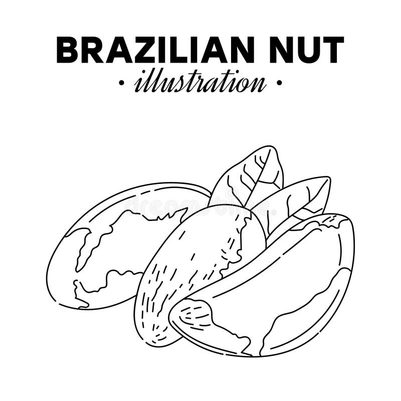 Hand Drawn Brazilian Nut. Illustration Stock Illustration ...