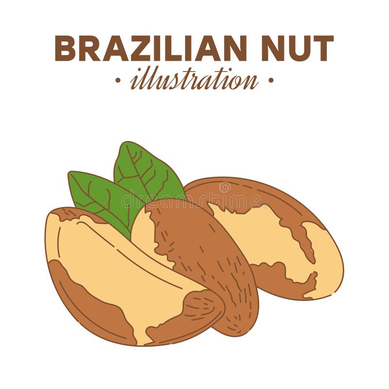 Brazilian Nut Plant Stock Illustrations – 421 Brazilian Nut Plant Stock ...