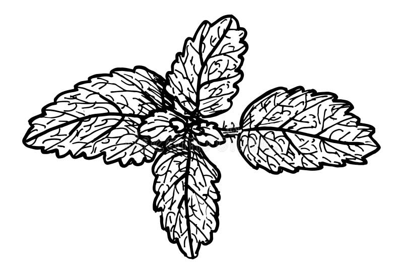 Sketch Outline Drawing of a Mint Stock Vector - Illustration of leaves ...