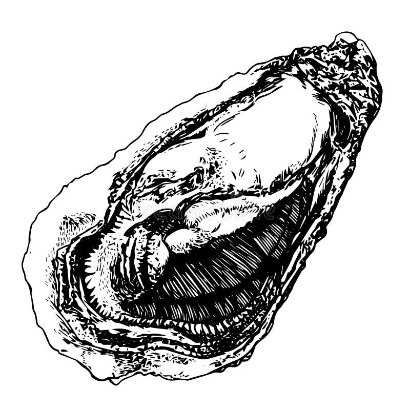 Sketch oyster open stock illustration. Illustration of ingredient ...