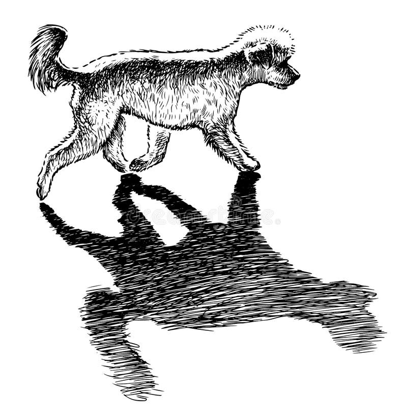 Sketch of Poodle with Shadow Running Outdoors on Sunny Day Stock Vector ...