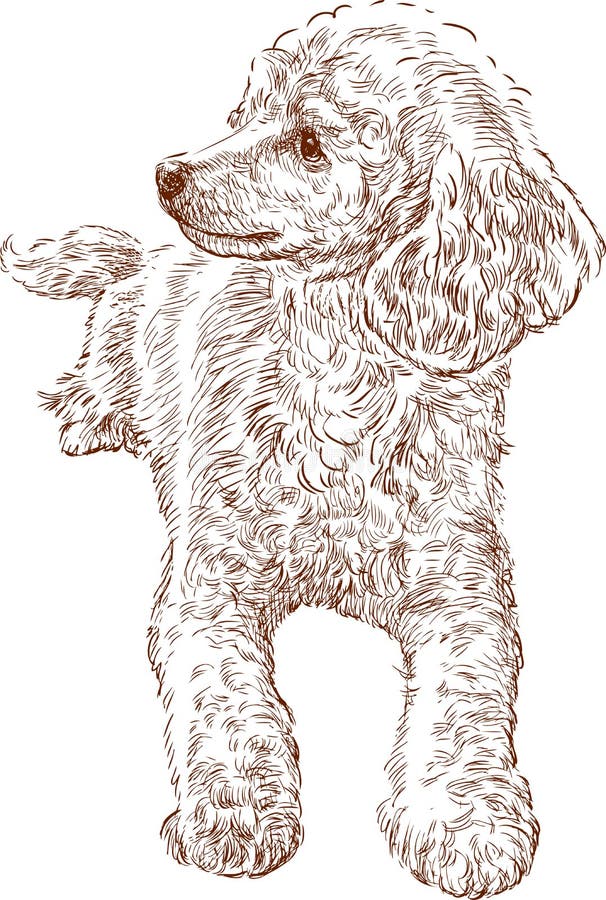 Sketch of poodle stock vector. Illustration of mammal - 71677583