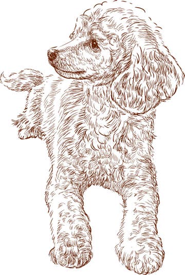 Toy Poodle Drawing Stock Illustrations – 1,902 Toy Poodle Drawing Stock ...