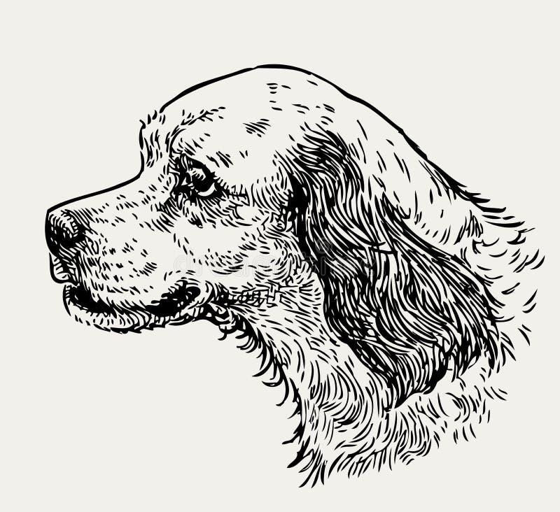 Spaniel portrait stock vector. Illustration of hand, black - 38344583