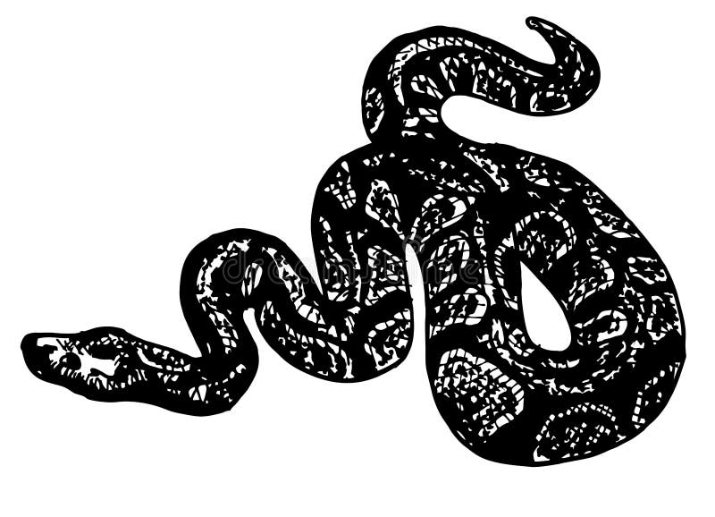 Sketch Python Big Snake. Boa Constrictor Isolated on White. Tattoo ...