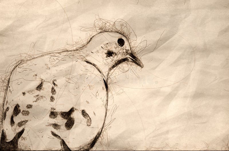 Sketch of a Quizzical Mourning Dove Perched in a Tree Stock ...