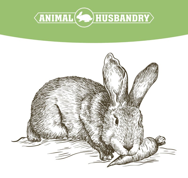Sketch of Rabbit Drawn by Hand. Animal Husbandry Stock Vector ...