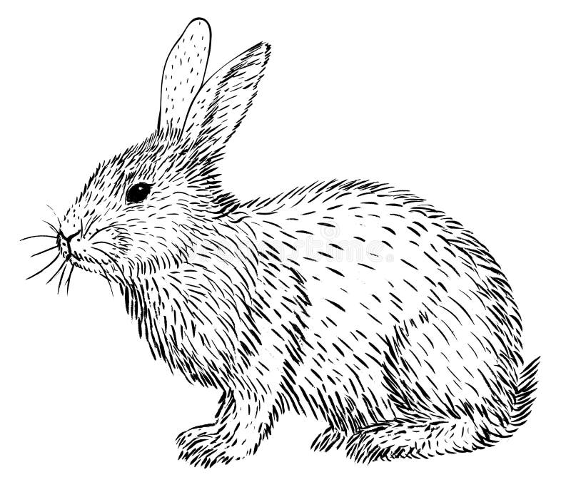 Sketch of rabbit stock vector. Illustration of wild, sketch - 86234721