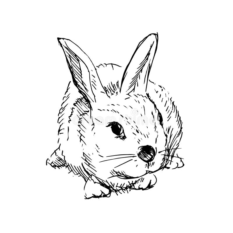 Sketch rabbit stock vector. Illustration of oryctolagus - 51065528