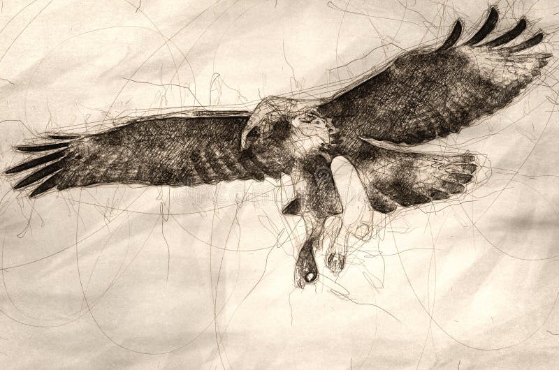 Sketch of Red Tailed Hawk in Flight Stock Illustration - Illustration ...