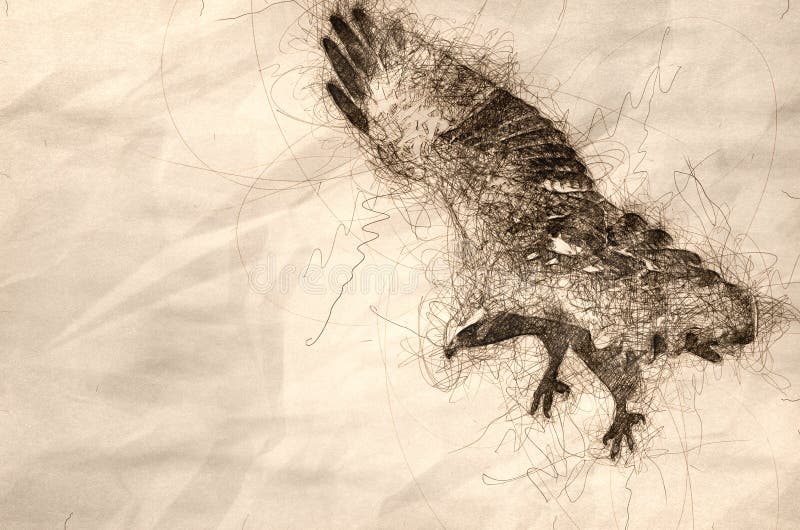 Sketch of a Red Tailed Hawk on the Hunt Stock Illustration ...