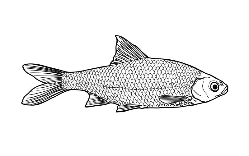 Sketch of a roach fish stock vector. Illustration of wild - 247561522