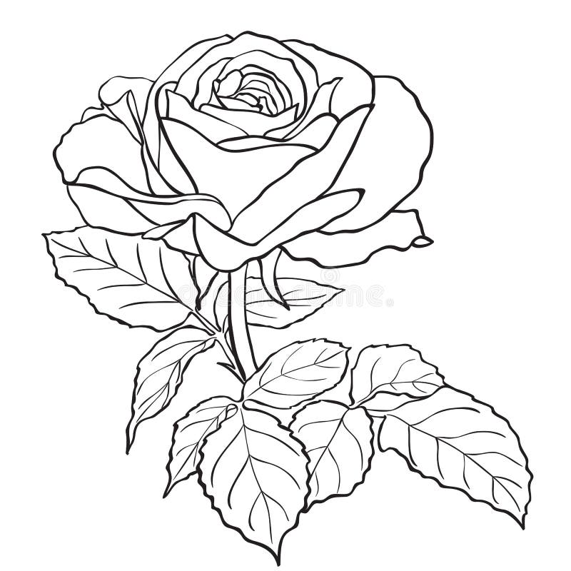 Sketch rose branch stock illustration. Illustration of engraving - 44607401