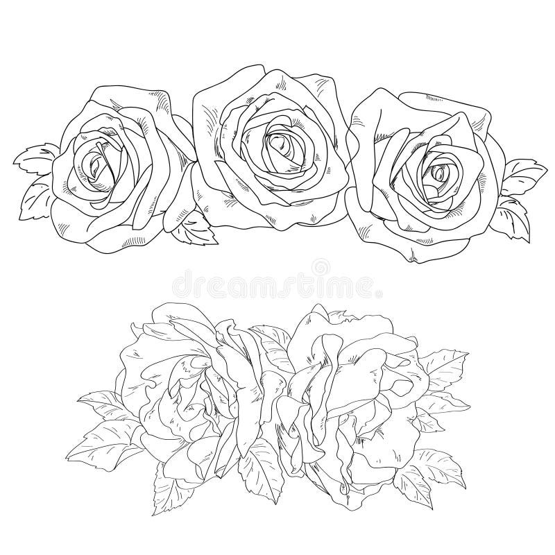Sketch of roses stock vector. Illustration of branch - 251184934