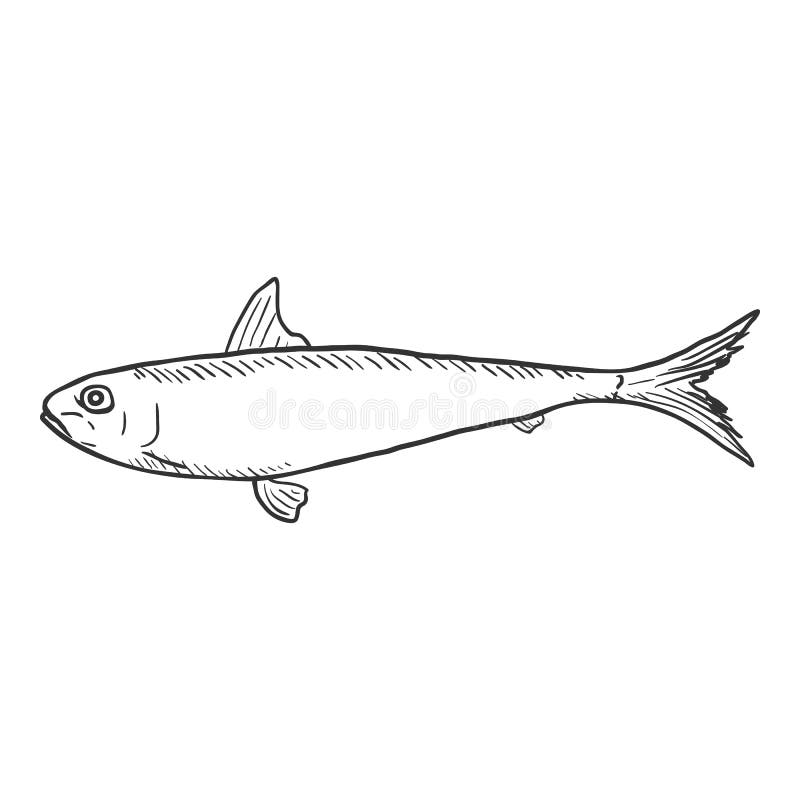 Sketch Sardine Fish Vector Illustration Stock Vector - Illustration of ...