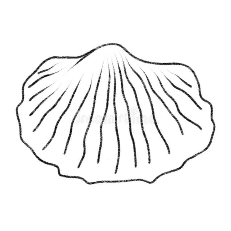 Sketch of a Scallop Shell with Detailed Ridges and Curves Stock ...