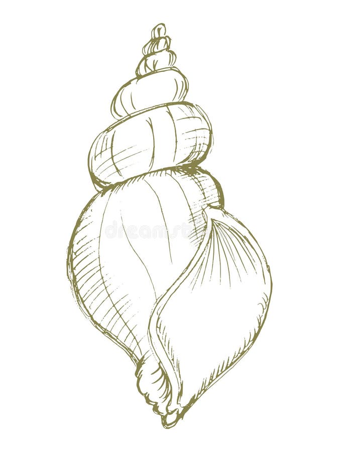 Sketch of a sea shell stock illustration. Illustration of sketch - 43007087