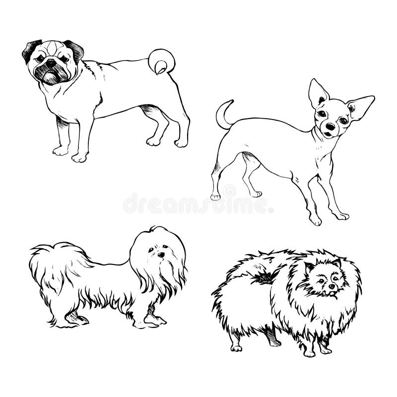 Sketch of Set Dogs for Design Stock Vector - Illustration of realistic ...