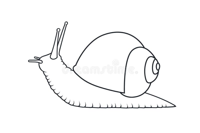 Sketch of a sea shell stock illustration. Illustration of sketch - 43007087