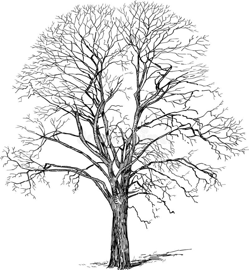 Simple Bare Tree Drawing
