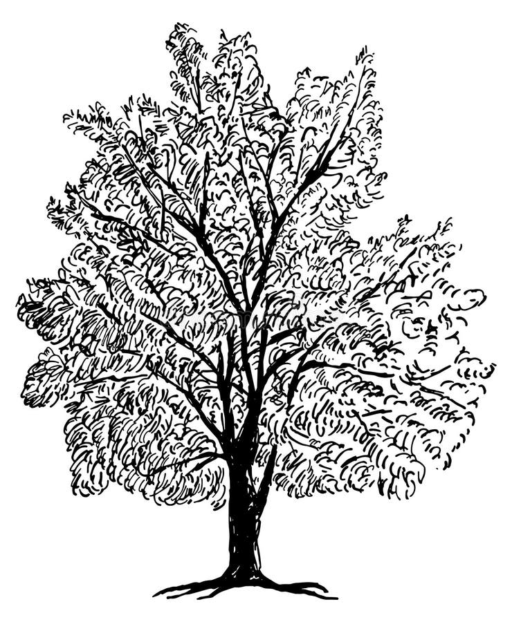 Sketch of Single Deciduous Tree with Lush Foliage Stock Vector ...