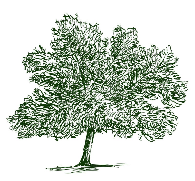 Sketch of Single Deciduous Tree with Lush Foliage in Summer Stock ...