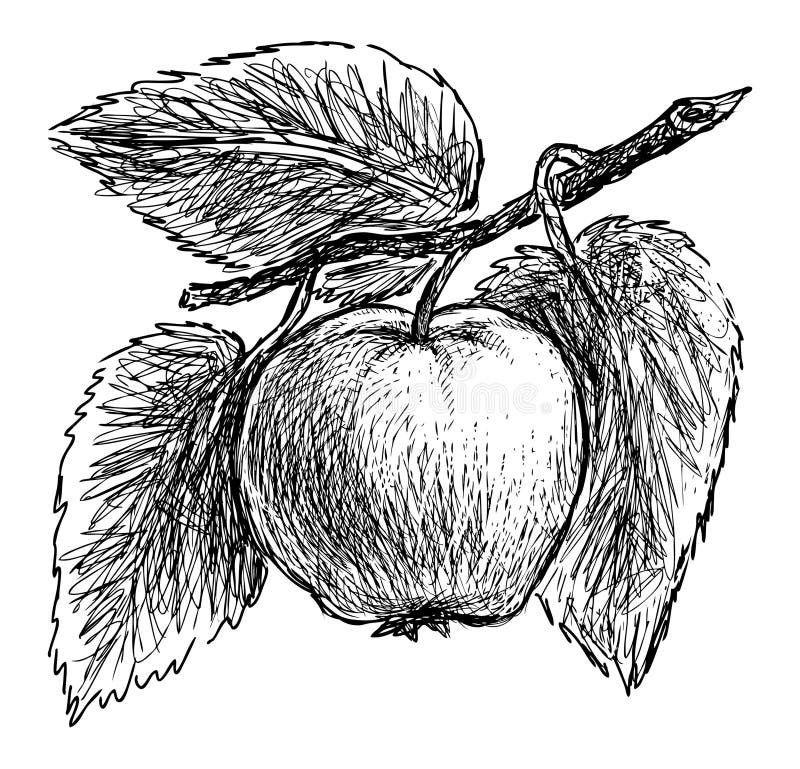 Sketch of Single Ripe Apple Fruit on Branch with Leaves, Vector Hand ...