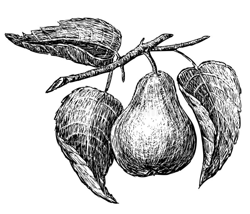 Sketch of Single Ripe Pear Fruit on Branch with Leaves, Vector Hand ...