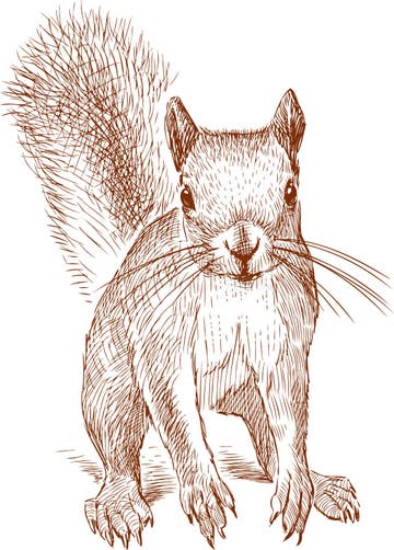 Sketch of a Small Red Squirrel Stock Vector - Illustration of small ...