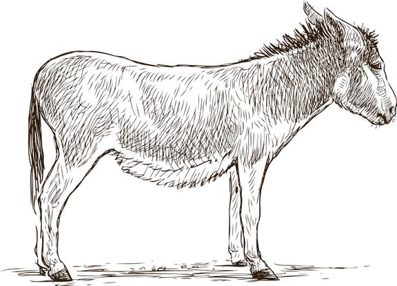 Donkey Sketch Stock Illustrations – 2,768 Donkey Sketch Stock ...