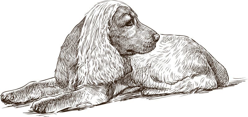 Sketch of a spaniel stock vector. Illustration of spaniel - 72448391