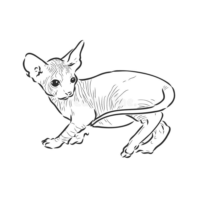 Sketch of a Sphinx Cat, Isolated, on a White Background. Sphinx Cat ...
