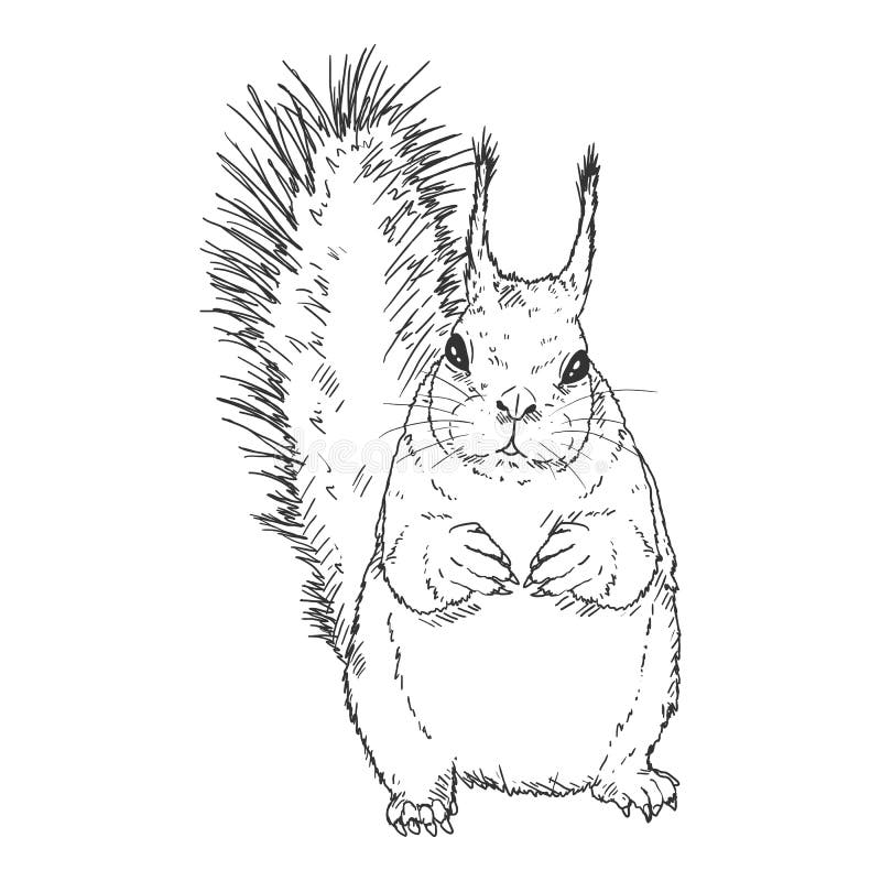 Sketch Squirrel. Vector Illustration on White Background Stock Vector ...