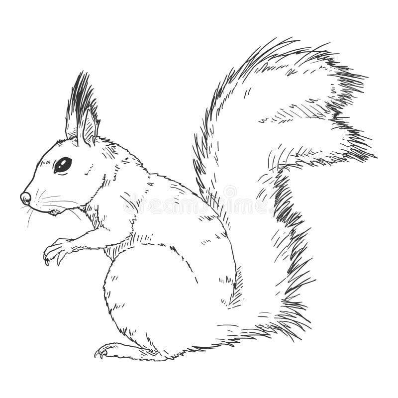 Squirrel Side View Stock Illustrations – 459 Squirrel Side View Stock ...