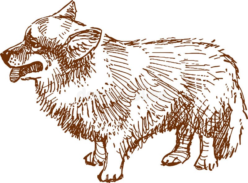 Hand Drawing of Standing Corgi Dog Stock Image - Image of cute, hunting ...