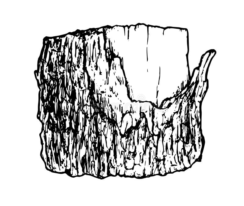Sketch a Stump in a Hand-drawn Tree in a Realistic Style. Sawn Tree ...