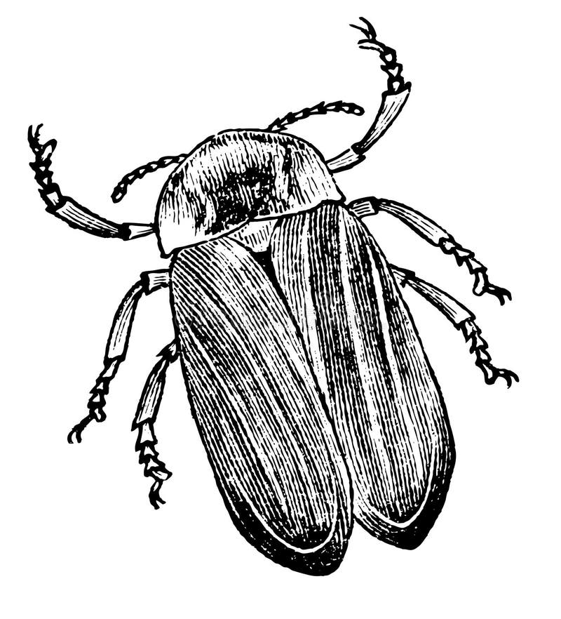 Sketch Tattoo - Insect Beetle Carapace Stock Illustration ...