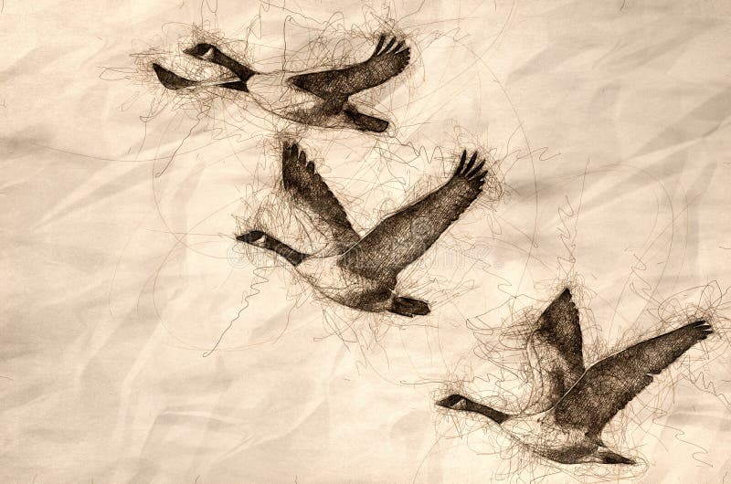 Sketch of Three Canada Geese Flying in a Blue Sky Stock Illustration ...