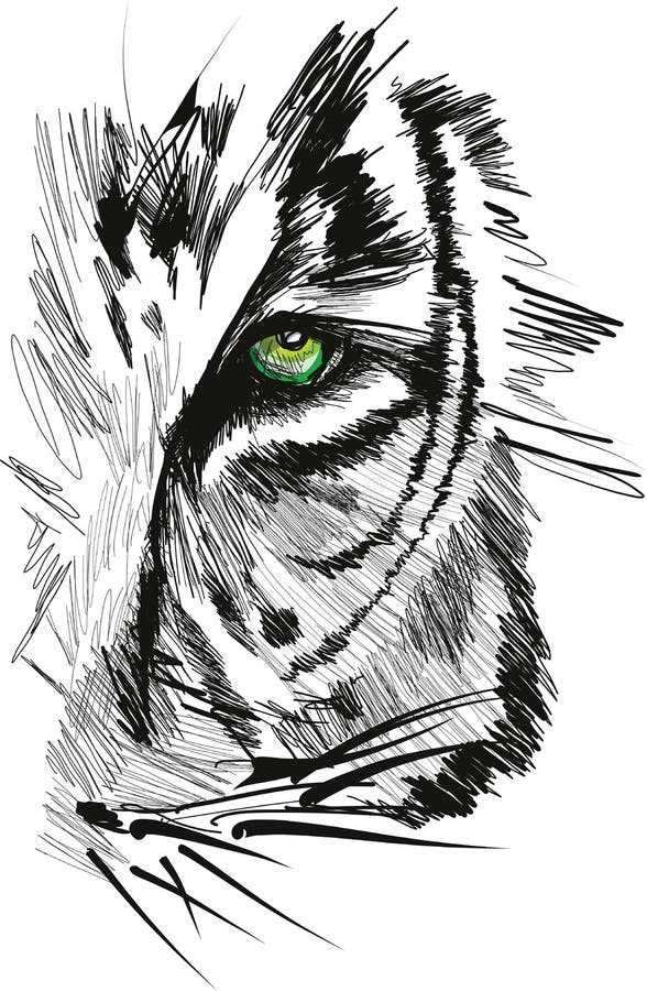 Sketch of tiger face stock vector. Illustration of design - 129405742