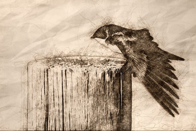 Sketch of a Tree Swallow Perched on an Old Weathered Post with ...