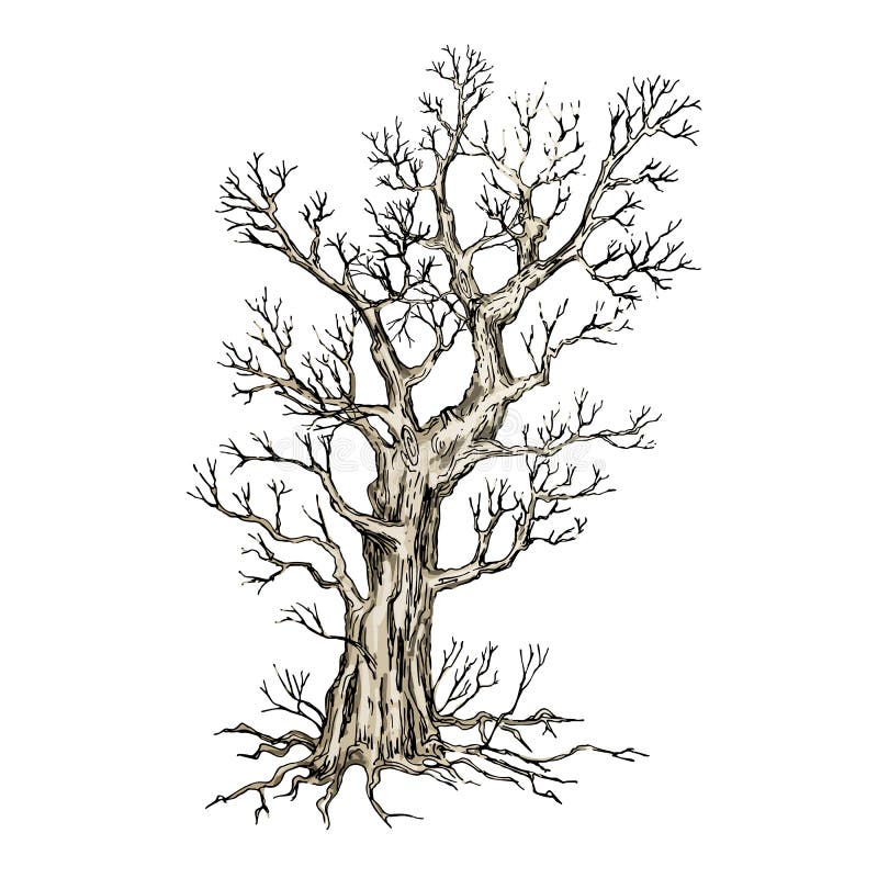 Curved Tree Sketch Stock Illustrations – 278 Curved Tree Sketch Stock ...